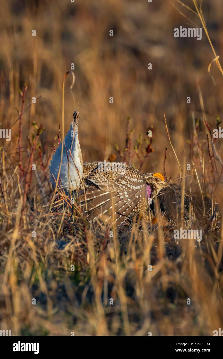 Sharp-tailed Grouse, Tympanuchus phasianellus, male dancing with ...