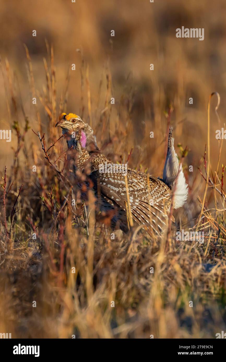 Sharp-tailed Grouse, Tympanuchus phasianellus, male dancing with ...