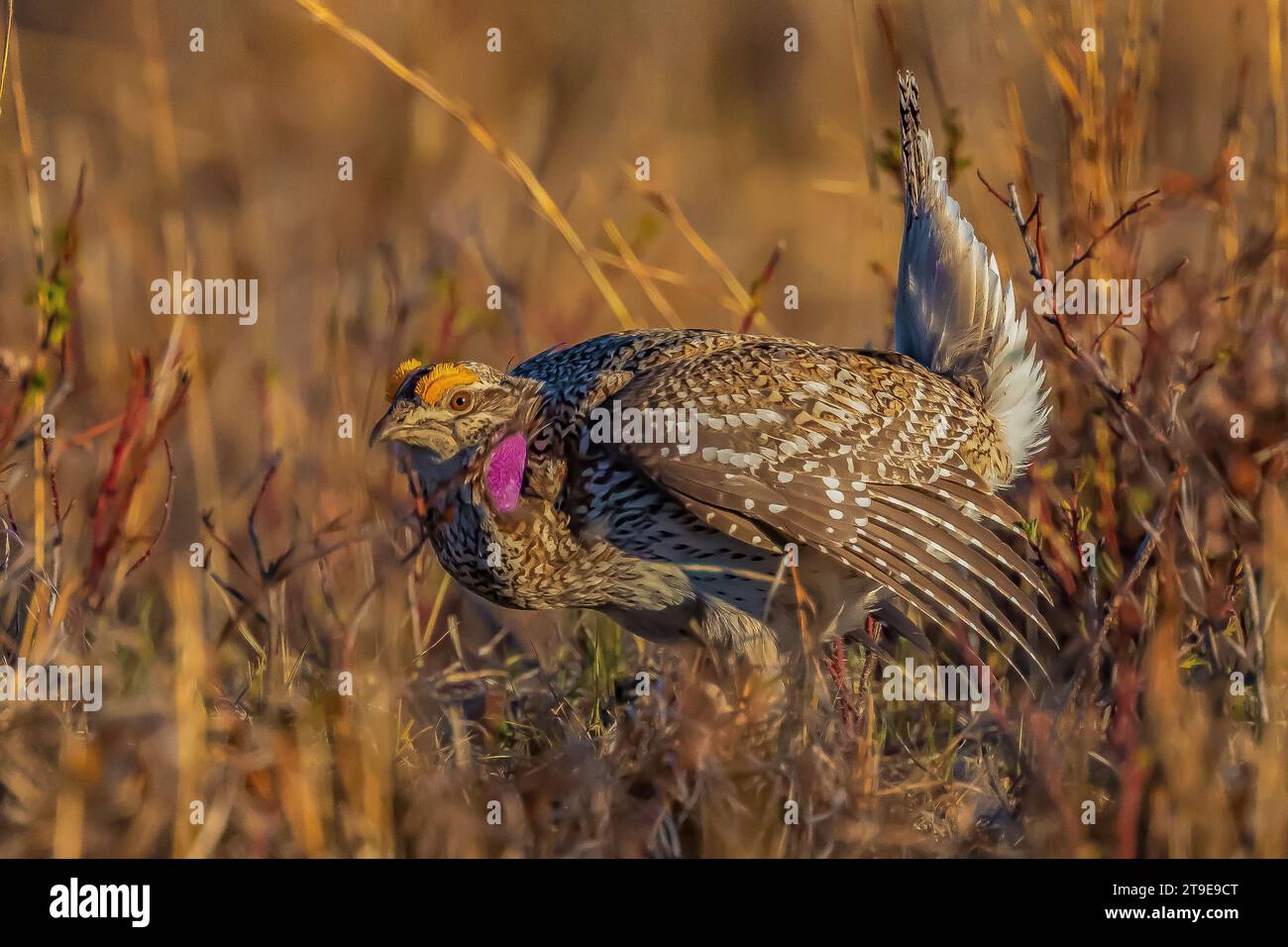 Sharp-tailed Grouse, Tympanuchus phasianellus, male dancing with ...