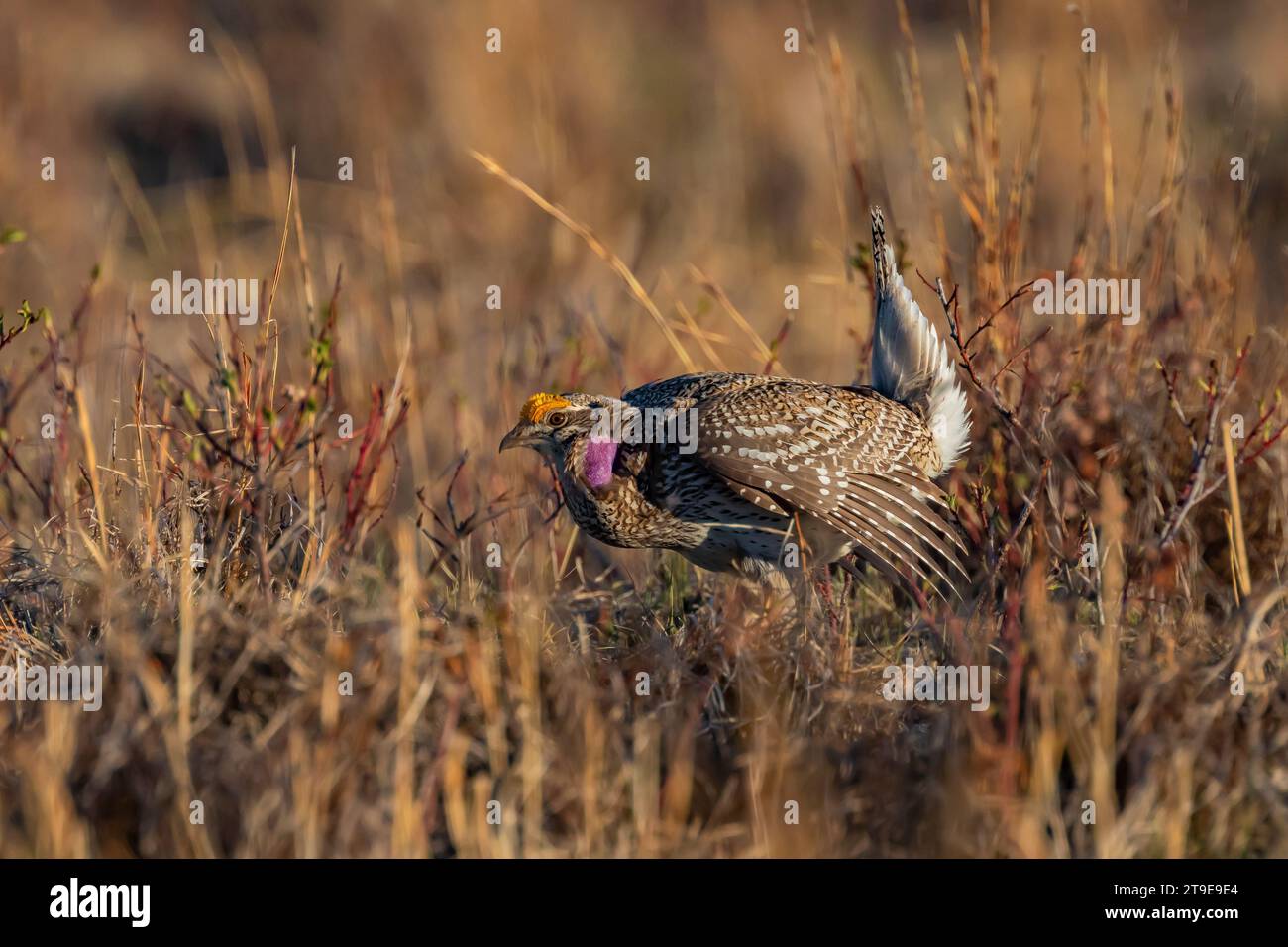 Sharp-tailed Grouse, Tympanuchus phasianellus, male dancing with ...