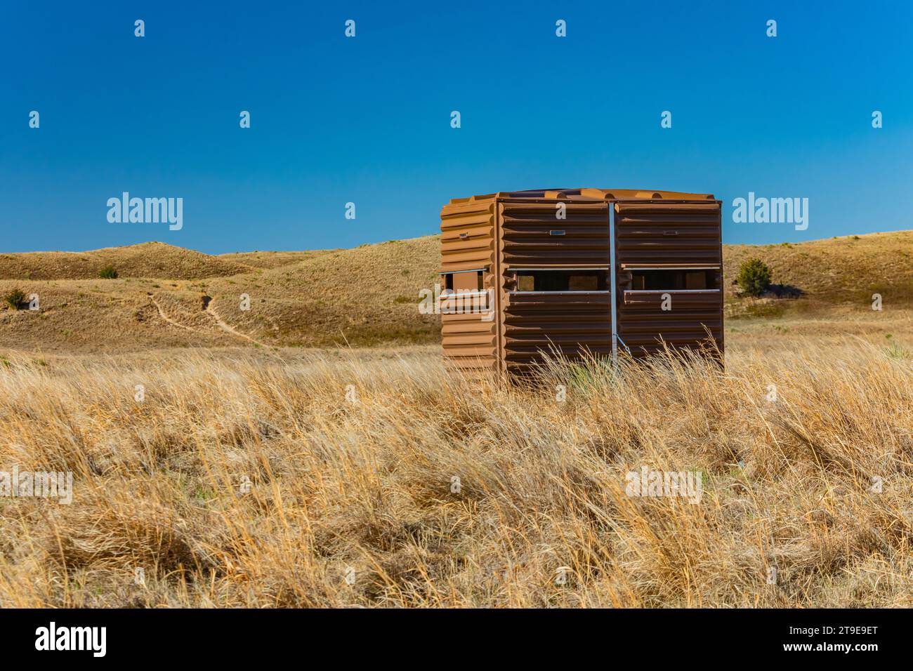 Approaching blind for watching Sharp-tailed Grouse, Tympanuchus ...