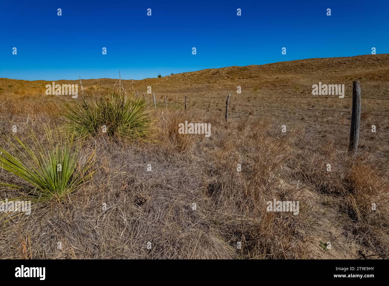 Sandhills landscape with Soapweed Yucca along road through Nebraska ...