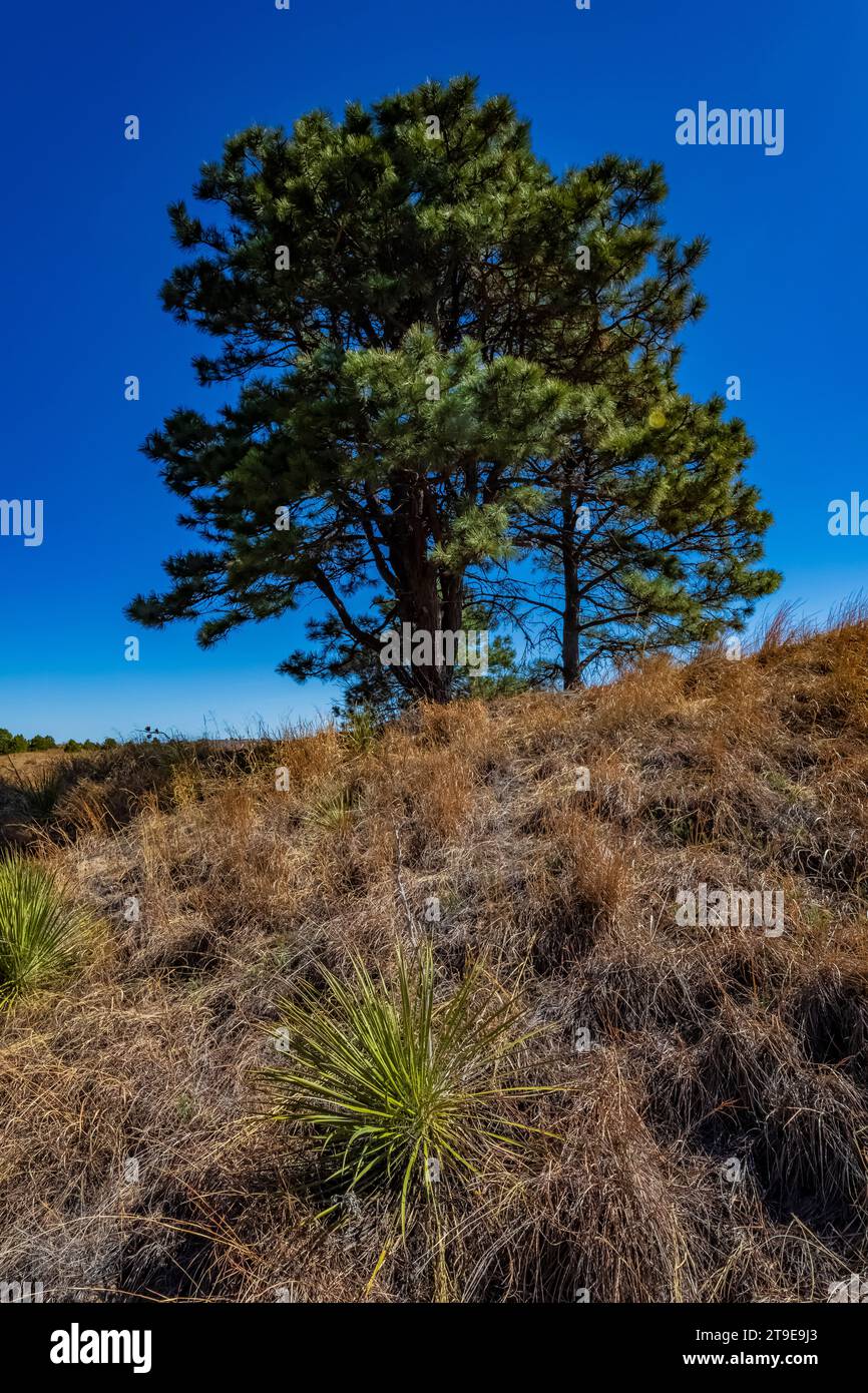 Sandhills Landscape With Ponderosa Pines Along Road Through Nebraska National Forest And