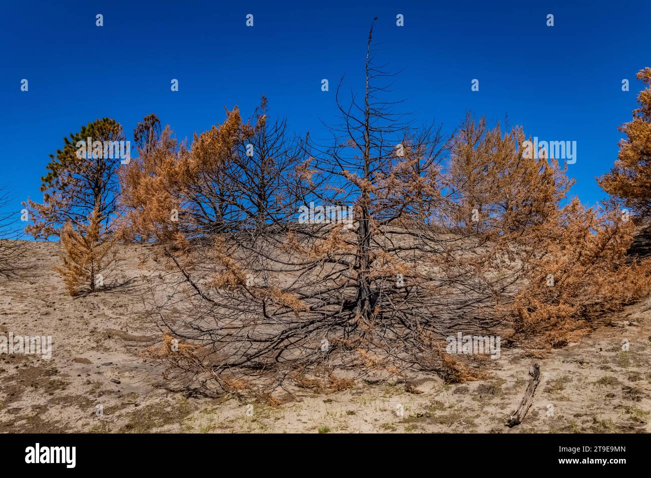 Part of the world's largest man-made forest burned in the Bovee Fire ...