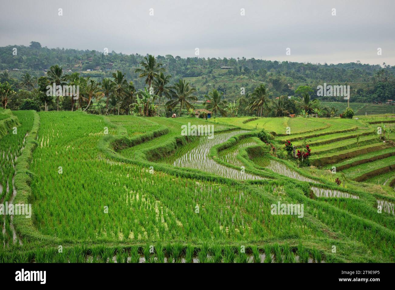 Scenic rice field in asia hi-res stock photography and images - Alamy
