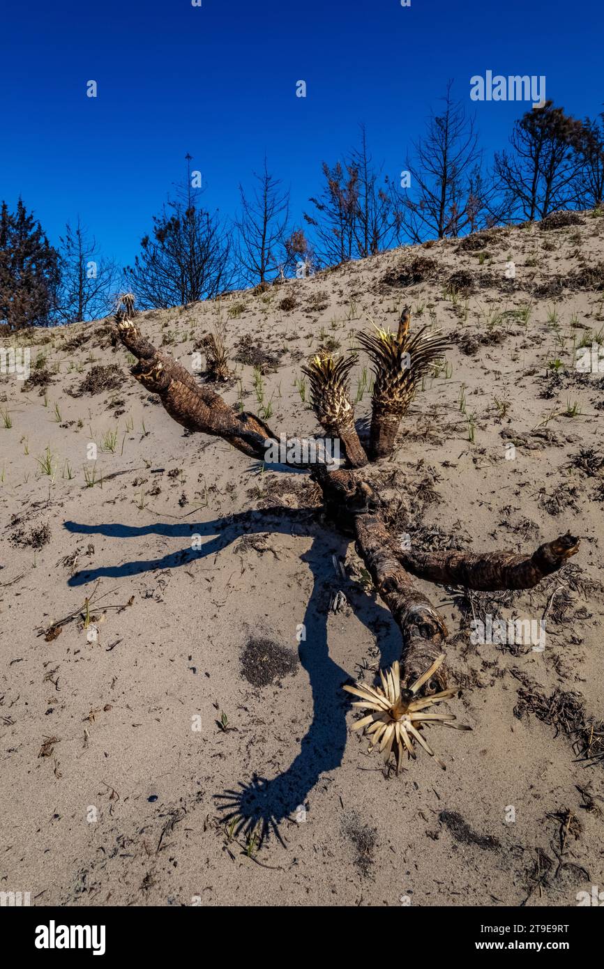 Yucca fire district hi-res stock photography and images - Alamy