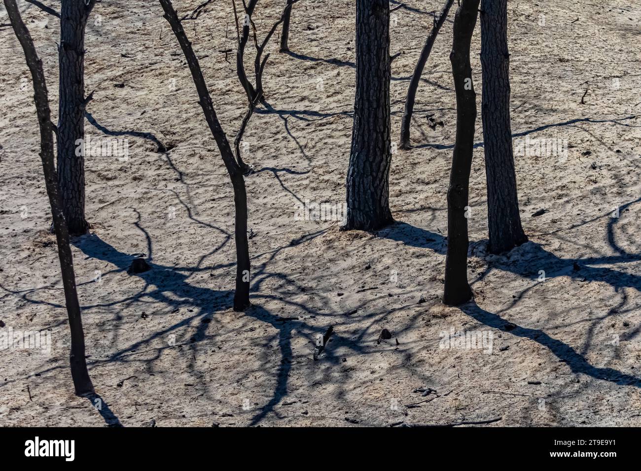 Part of the world's largest man-made forest burned in the Bovee Fire ...