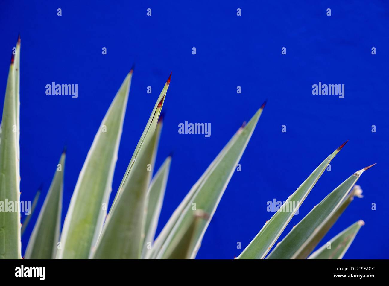 Fronds abstract hi-res stock photography and images - Alamy