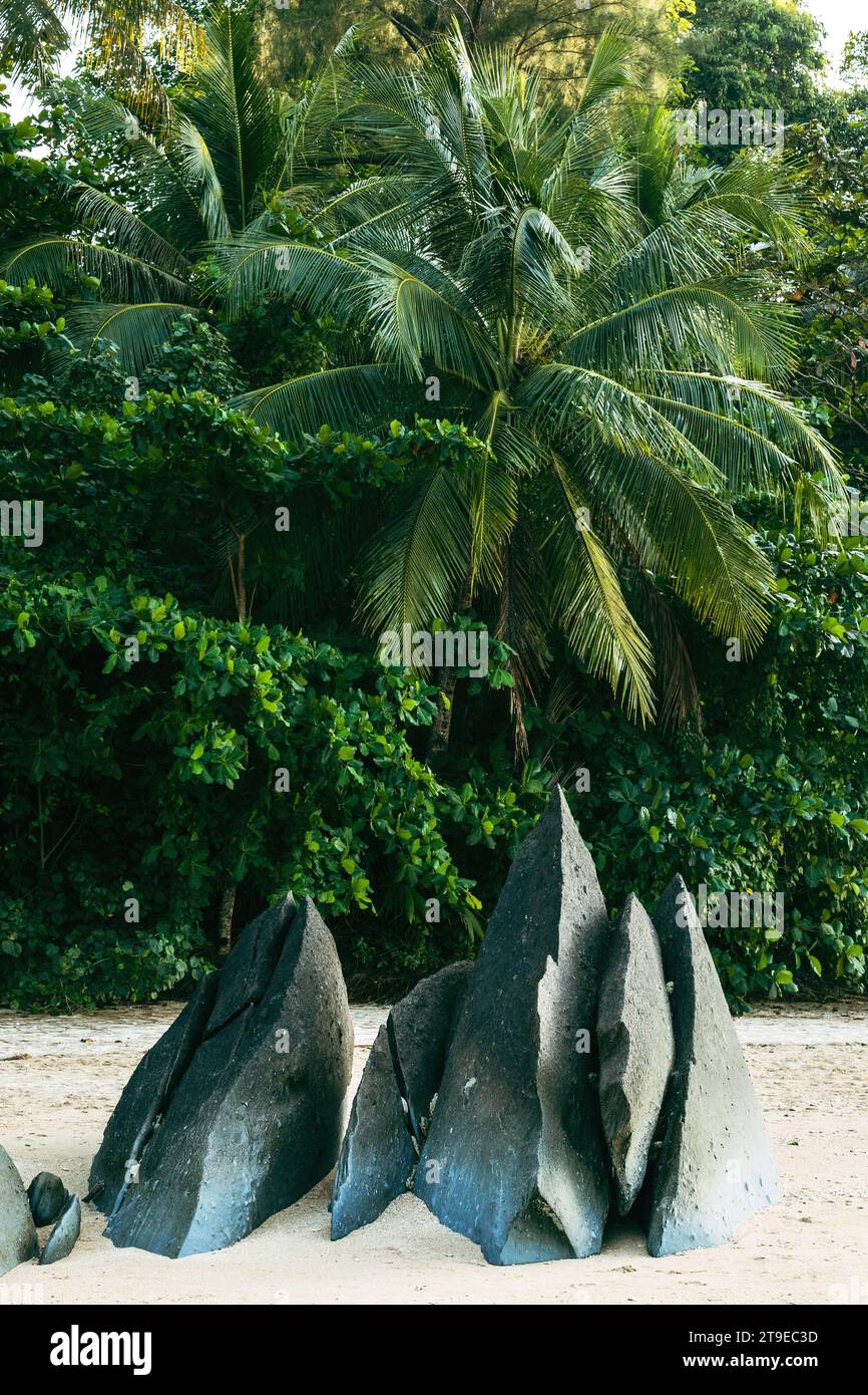 Sharp volcanic rocks on a sandy beach with tropical forest background ...
