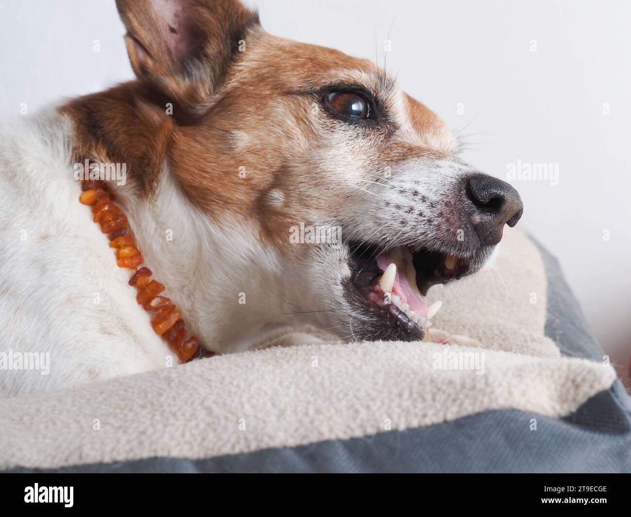 Older Jack Russell Terrier enjoys brushing his teeth with a chew stick ...