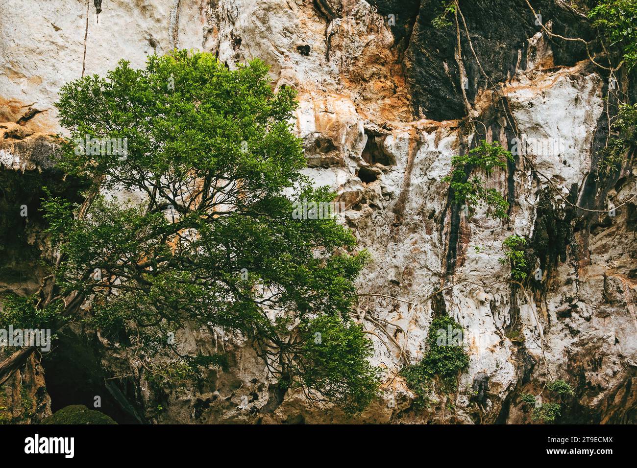 Steep cavernous limestone cliff covered with roots and vertical growing ...