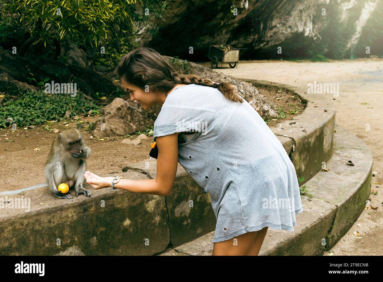 Young attractive female tourist is feeding a wild monkey with fresh ...