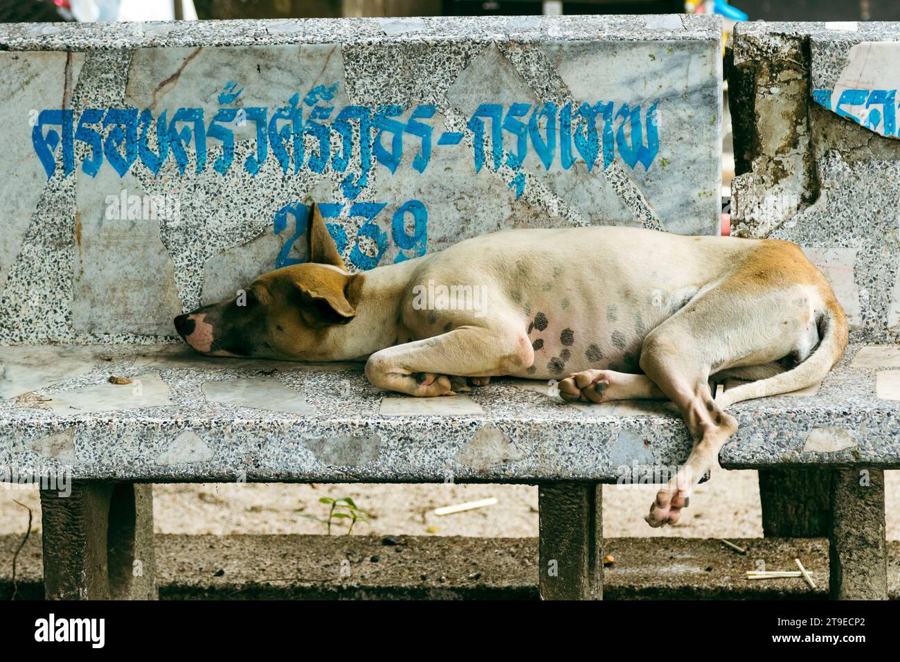 A sickly looking adult homeless dog is lying on a shabby stone bench in ...