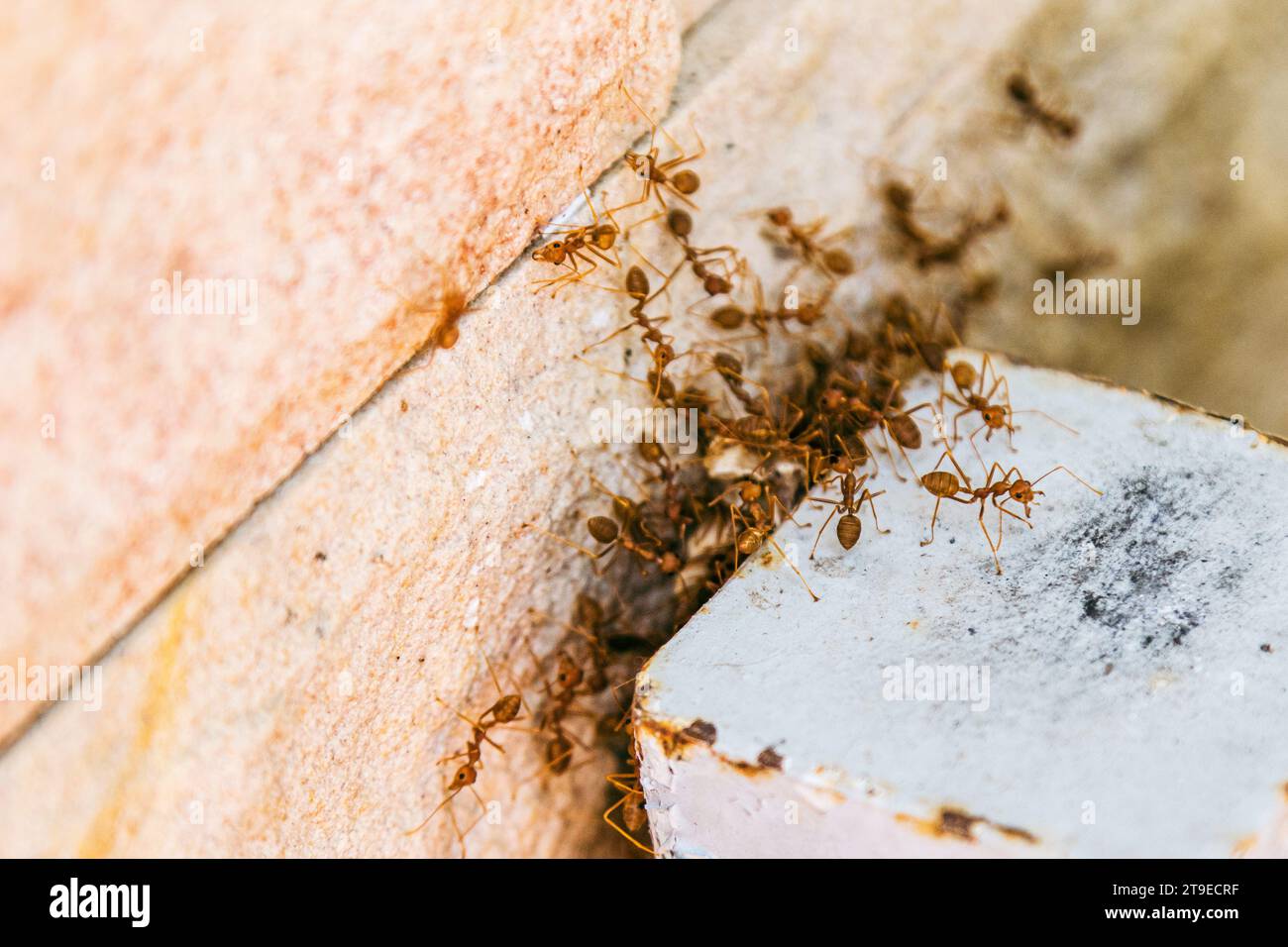 Fire ants human hi-res stock photography and images - Alamy