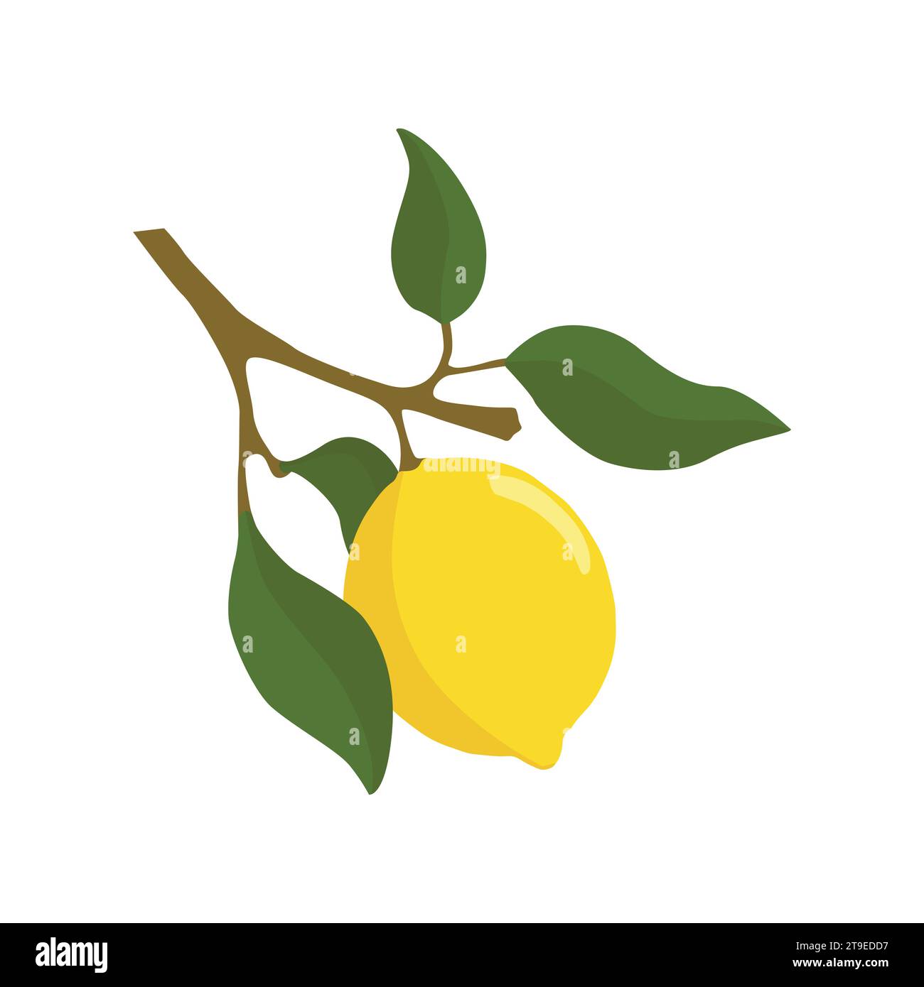 A lemon sprig with lemon fruits in a flat style. Vector illustration ...