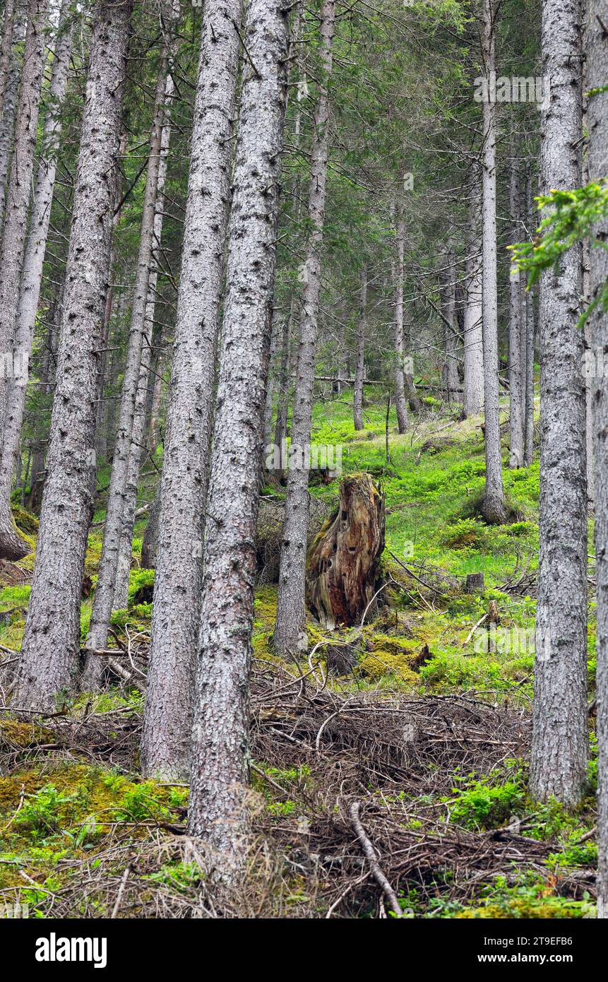 Beautiful stump hi-res stock photography and images - Alamy