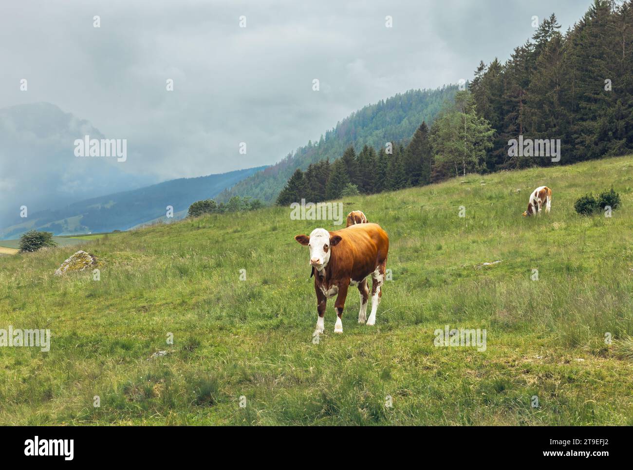 Alpine mountain cows graze in hi-res stock photography and images - Alamy