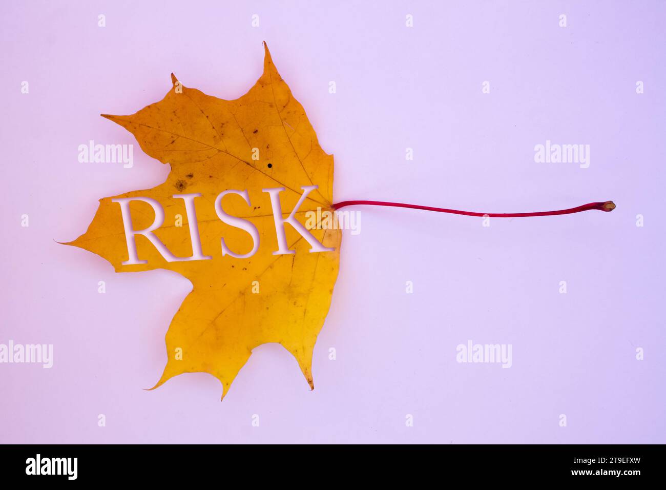 Autumn leaves, objects with Risk text. Natural patterns, color design ...