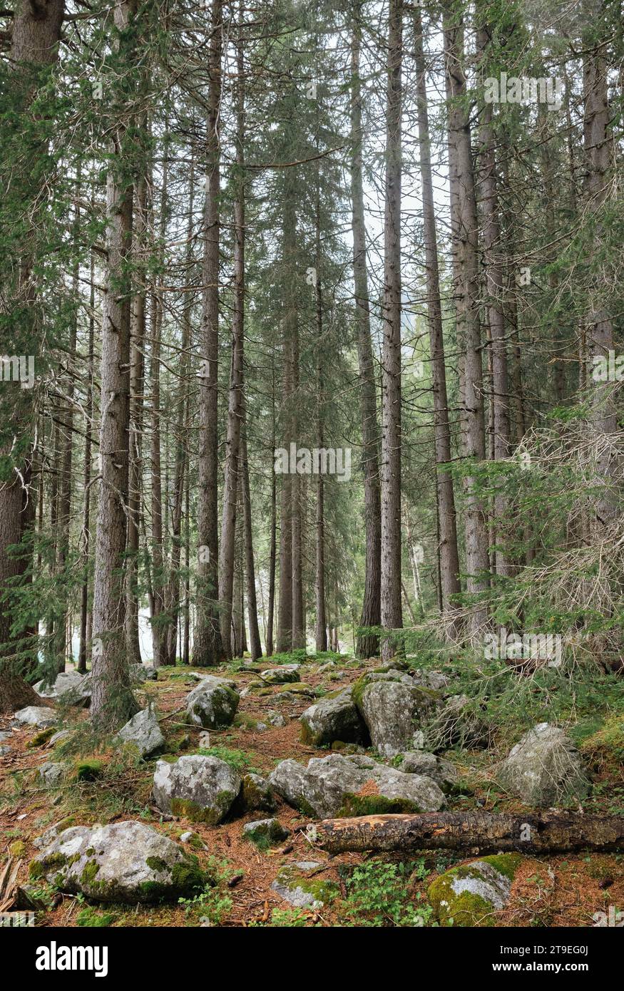 Beautiful view wild vegetation forest hi-res stock photography and ...