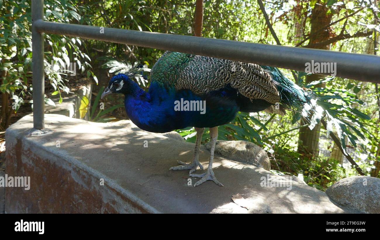 Los Angeles, California, USA 21st November 2023 Peacock in Aviary at LA ...