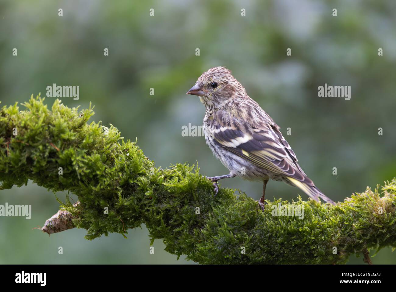 Eurasian Siskin [ Spinus spinus ] on mossy stick Stock Photo - Alamy