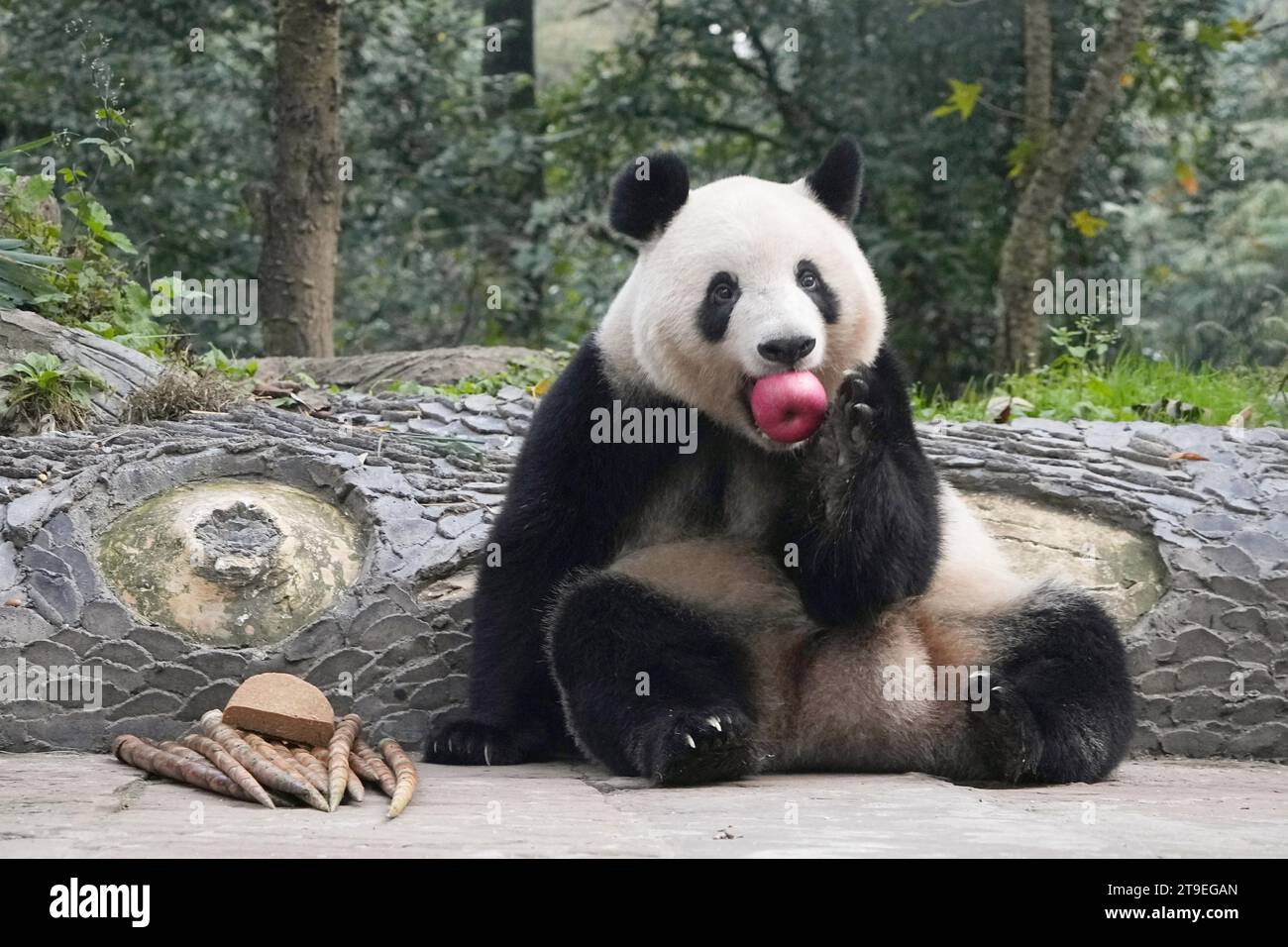 Photo taken Nov. 7, 2023, shows Japan-born giant panda Xiang Xiang at a ...
