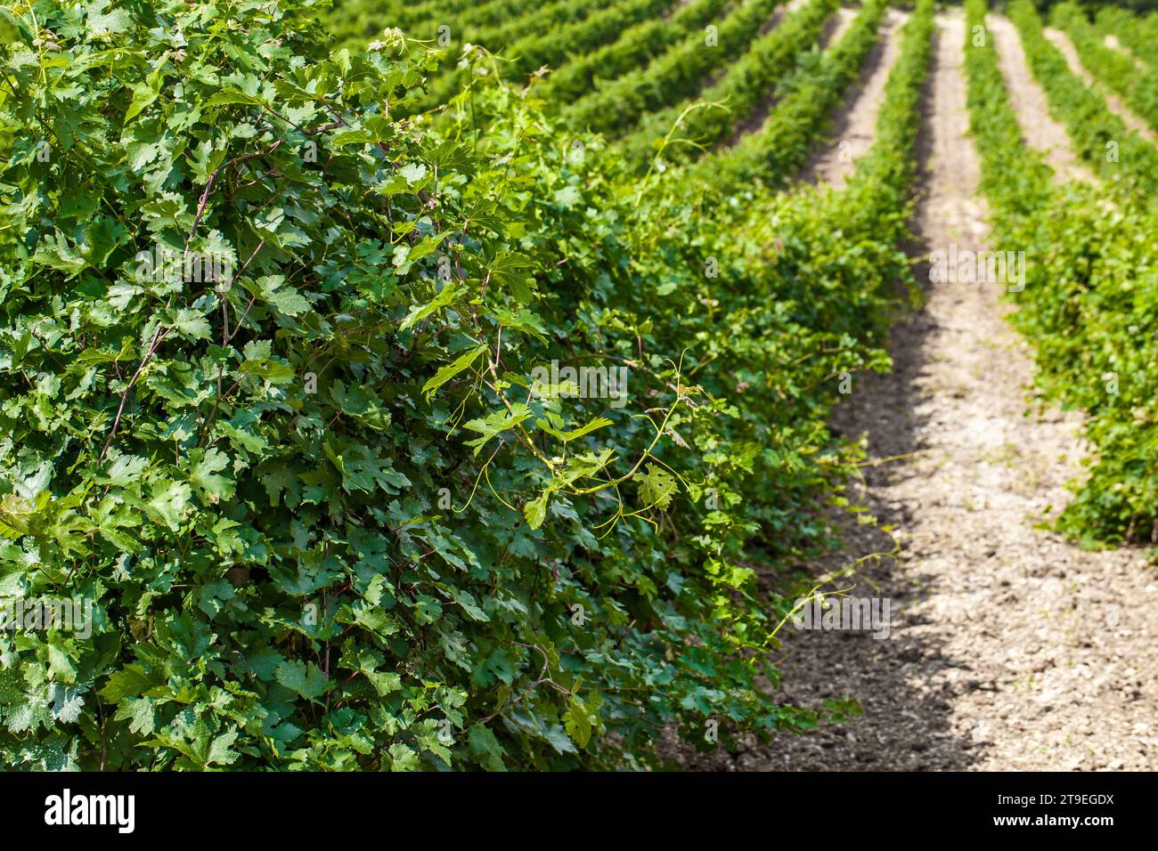 Vines bushes on field plantation grapes grow in rows with aisles Stock ...