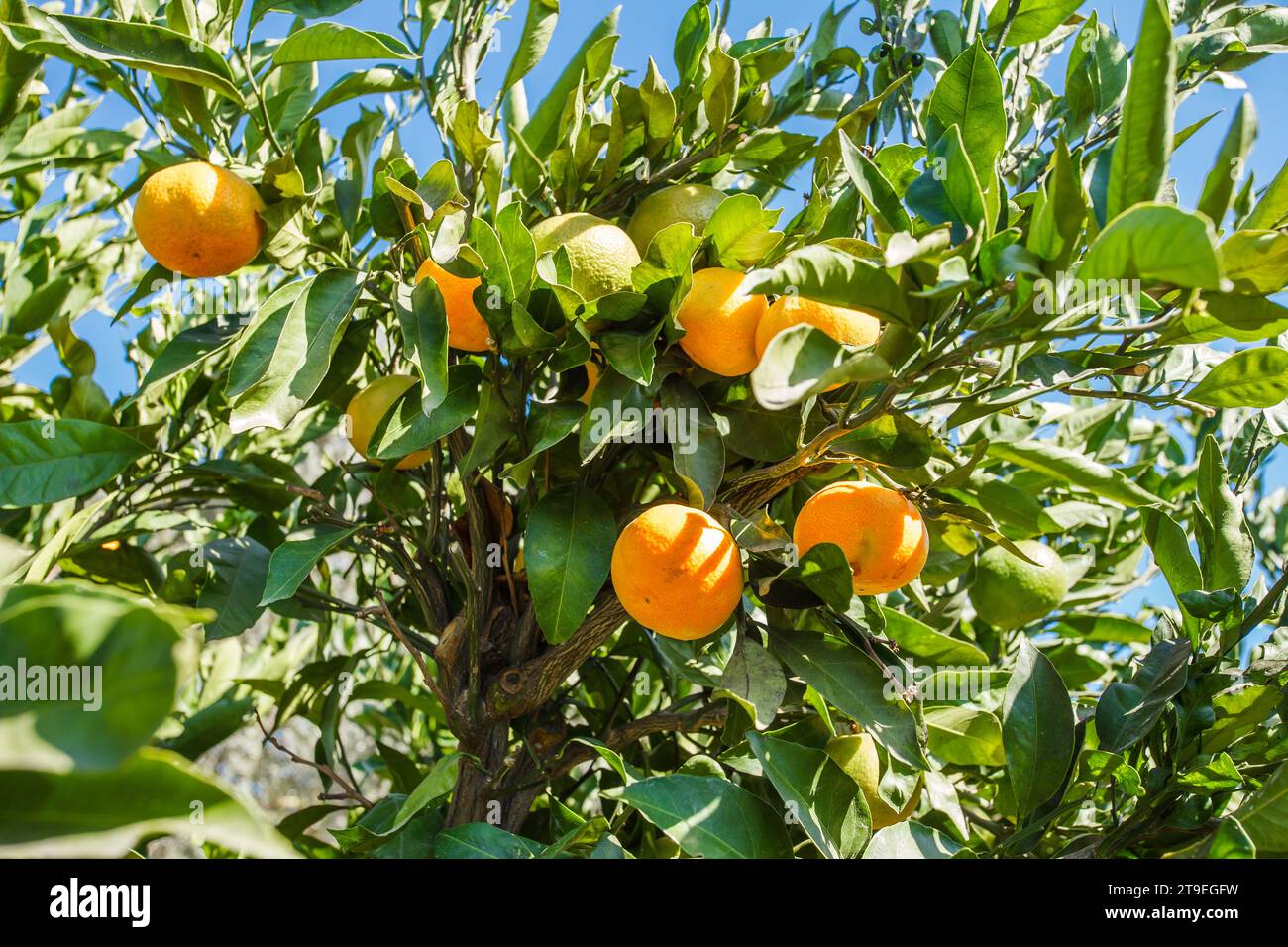 Closeup delicious tangerines leaves hi-res stock photography and images ...