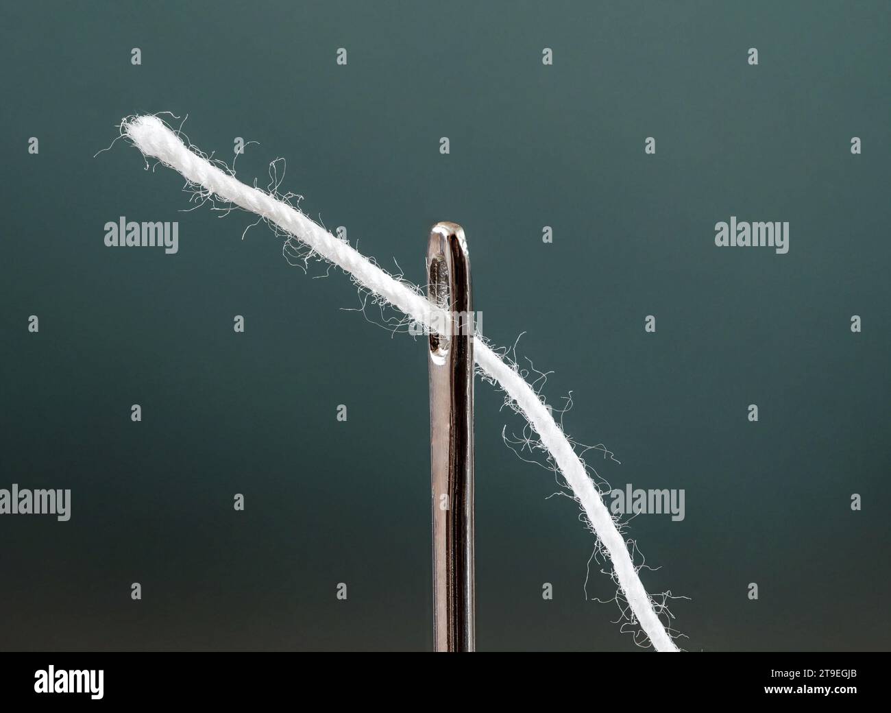 Thread white is threaded through eye of needle, close-up macro view ...