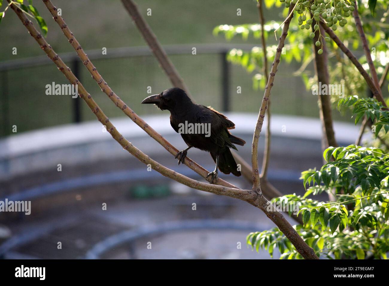 Indian jungle crow (Corvus culminatus) searching for food : (pix Sanjiv ...
