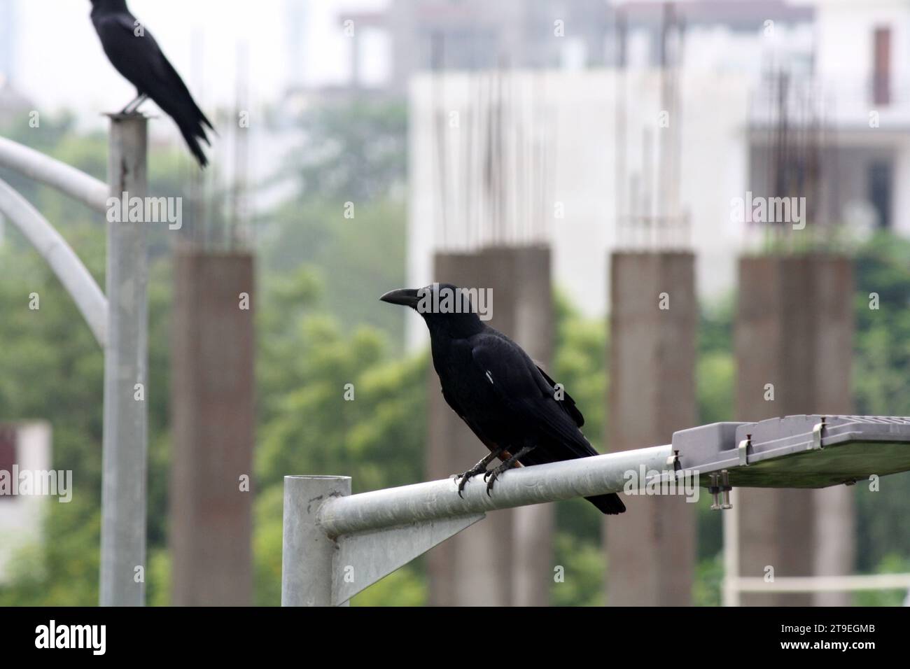 Indian jungle crow (Corvus culminatus) searching for food : (pix Sanjiv ...