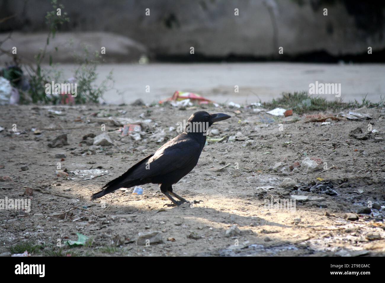 Indian jungle crow (Corvus culminatus) searching for food : (pix Sanjiv ...