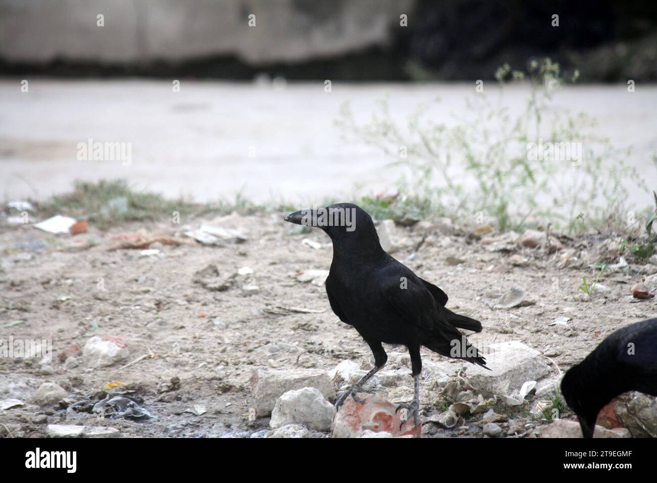 Indian jungle crow (Corvus culminatus) searching for food : (pix Sanjiv ...