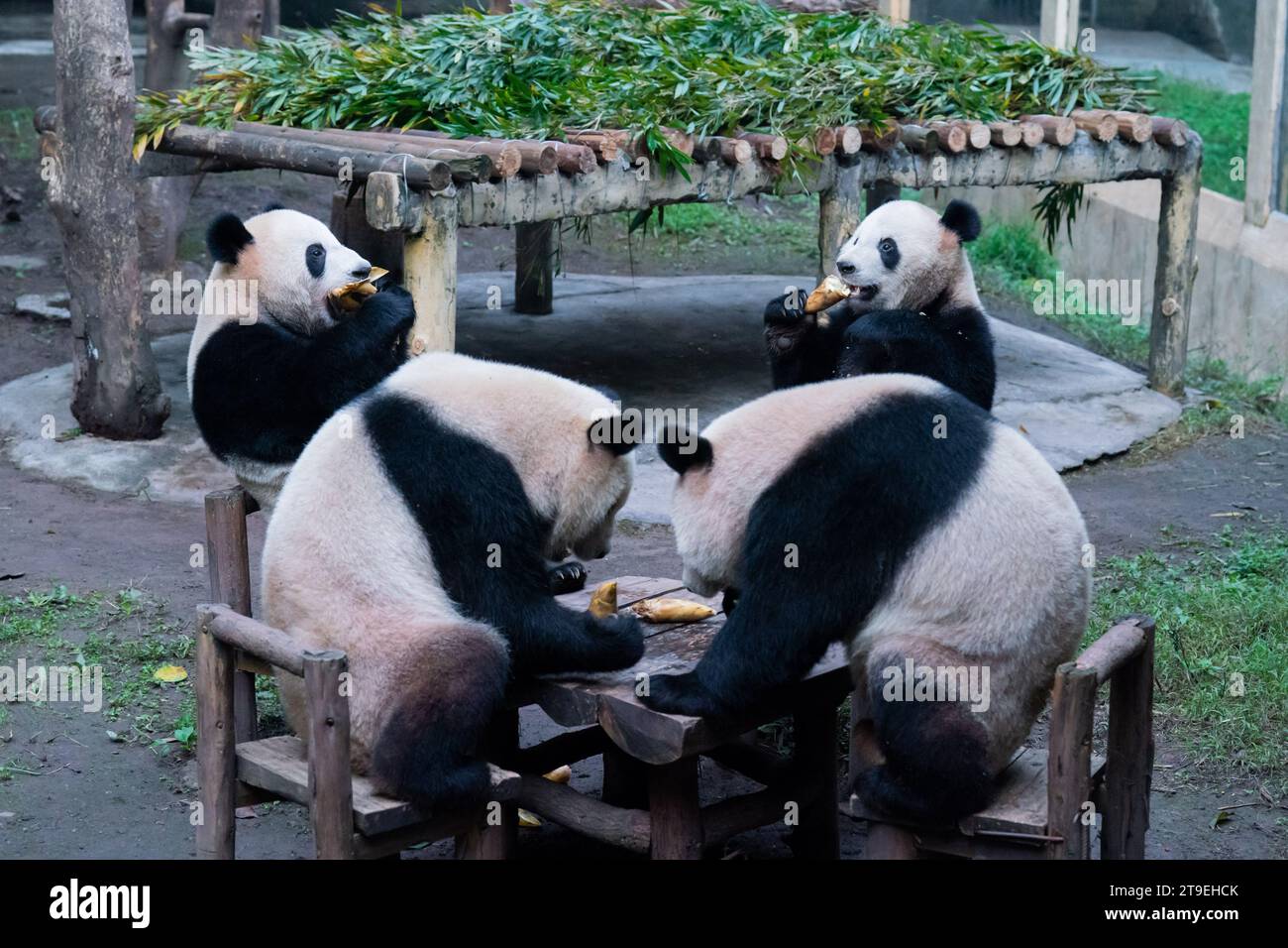 CHONGQING, CHINA - NOVEMBER 25, 2023 - Giant pandas play at Chongqing ...