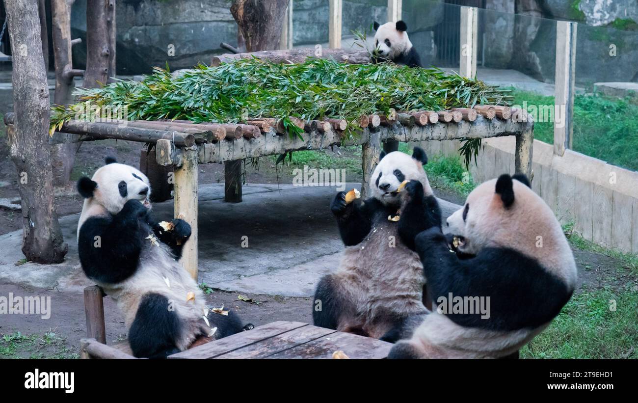 CHONGQING, CHINA - NOVEMBER 25, 2023 - Giant pandas play at Chongqing ...