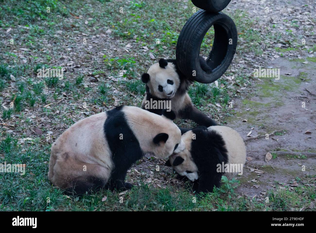 CHONGQING, CHINA - NOVEMBER 25, 2023 - Giant pandas play at Chongqing ...