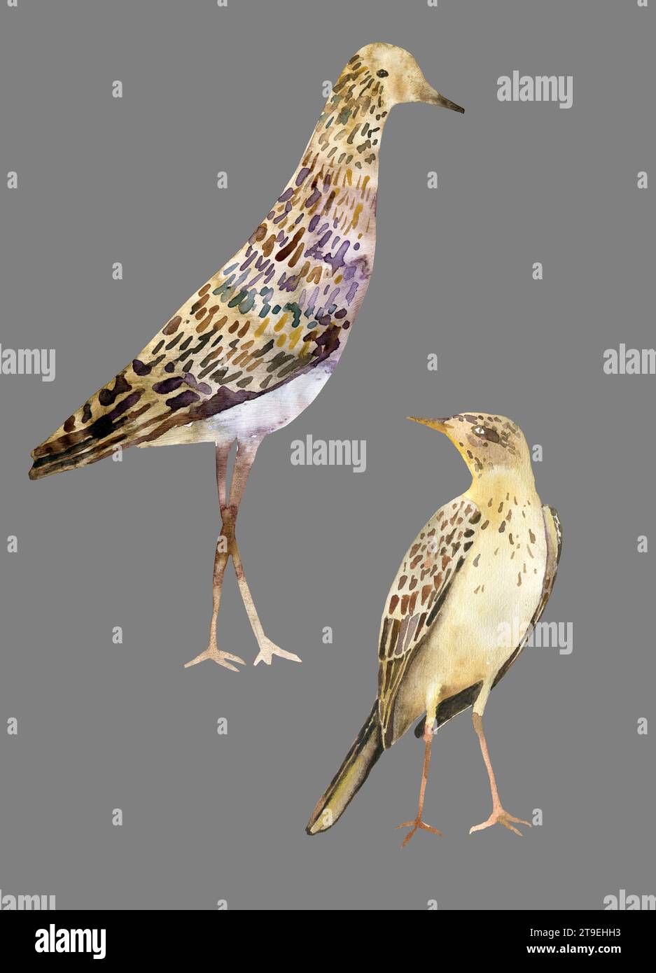 Birds elements ornithology ^ hi-res stock photography and images - Alamy
