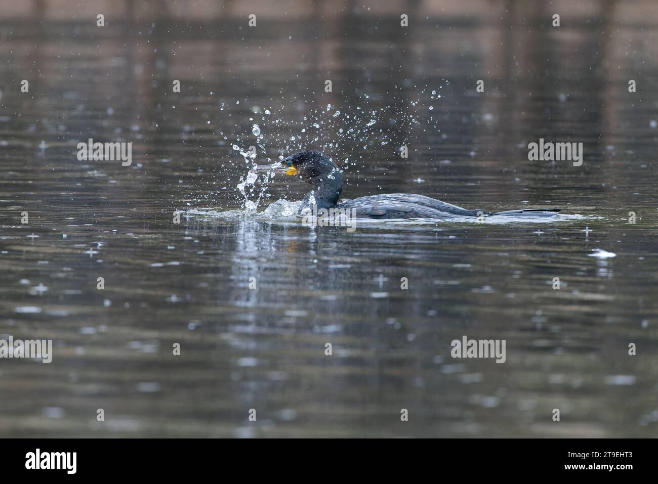 Plashing hi-res stock photography and images - Alamy