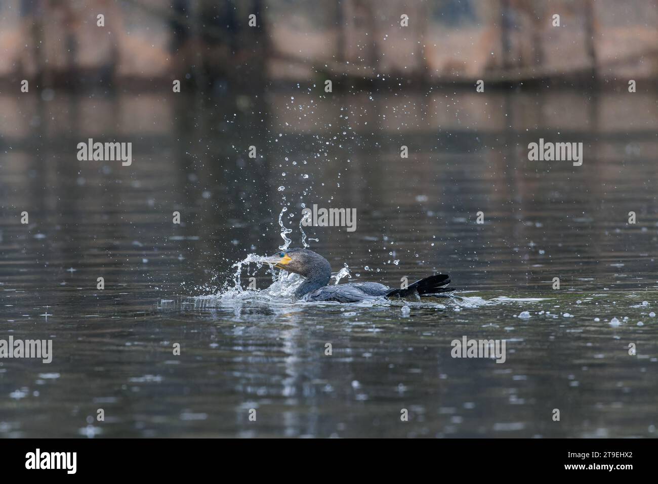 Water plashing hi-res stock photography and images - Alamy
