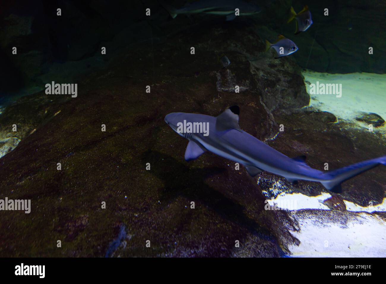 Black tip caribbean reef shark hi-res stock photography and images - Alamy