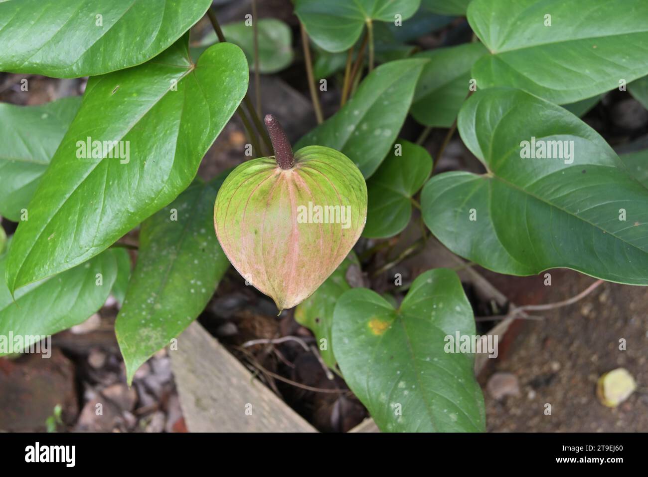 High angle view of an old mature Anthurium flower, the flower's pink ...
