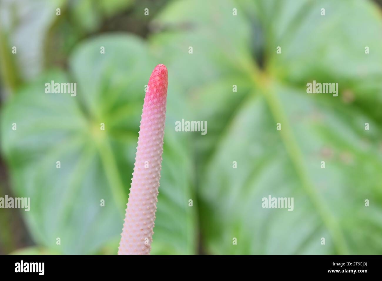 Pinkish anthurium hi-res stock photography and images - Alamy