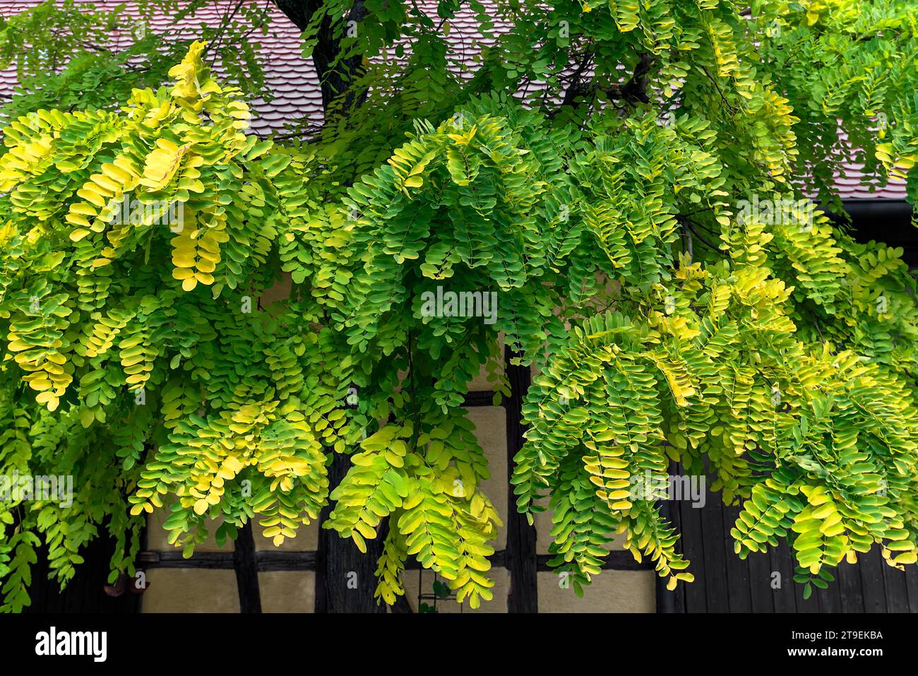 Autumn leaves of a false acacia (Robinia pseudoacacia), Bavaria ...