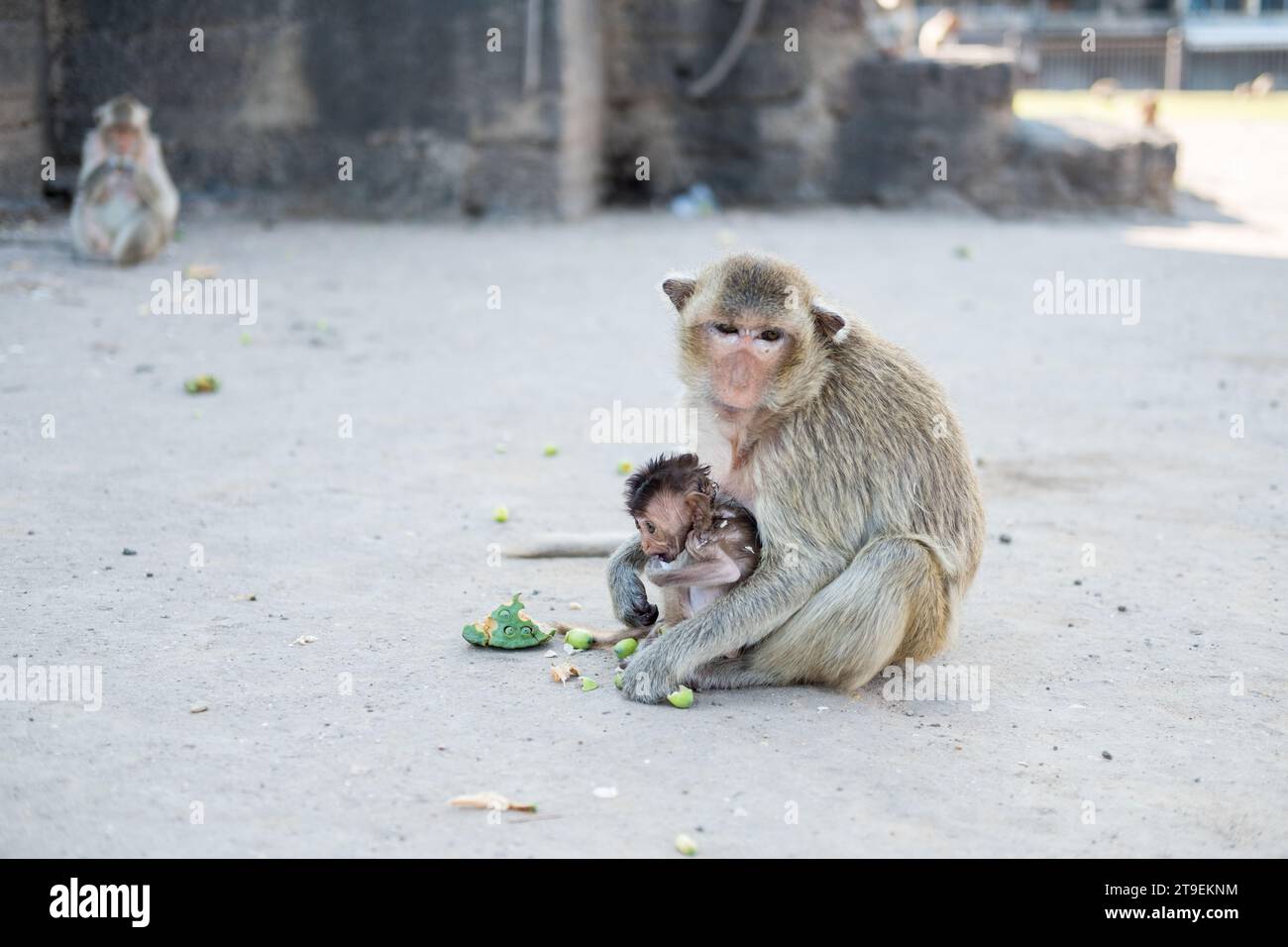 Mother and Son Monkey in Lopburi, a province in the central region of ...