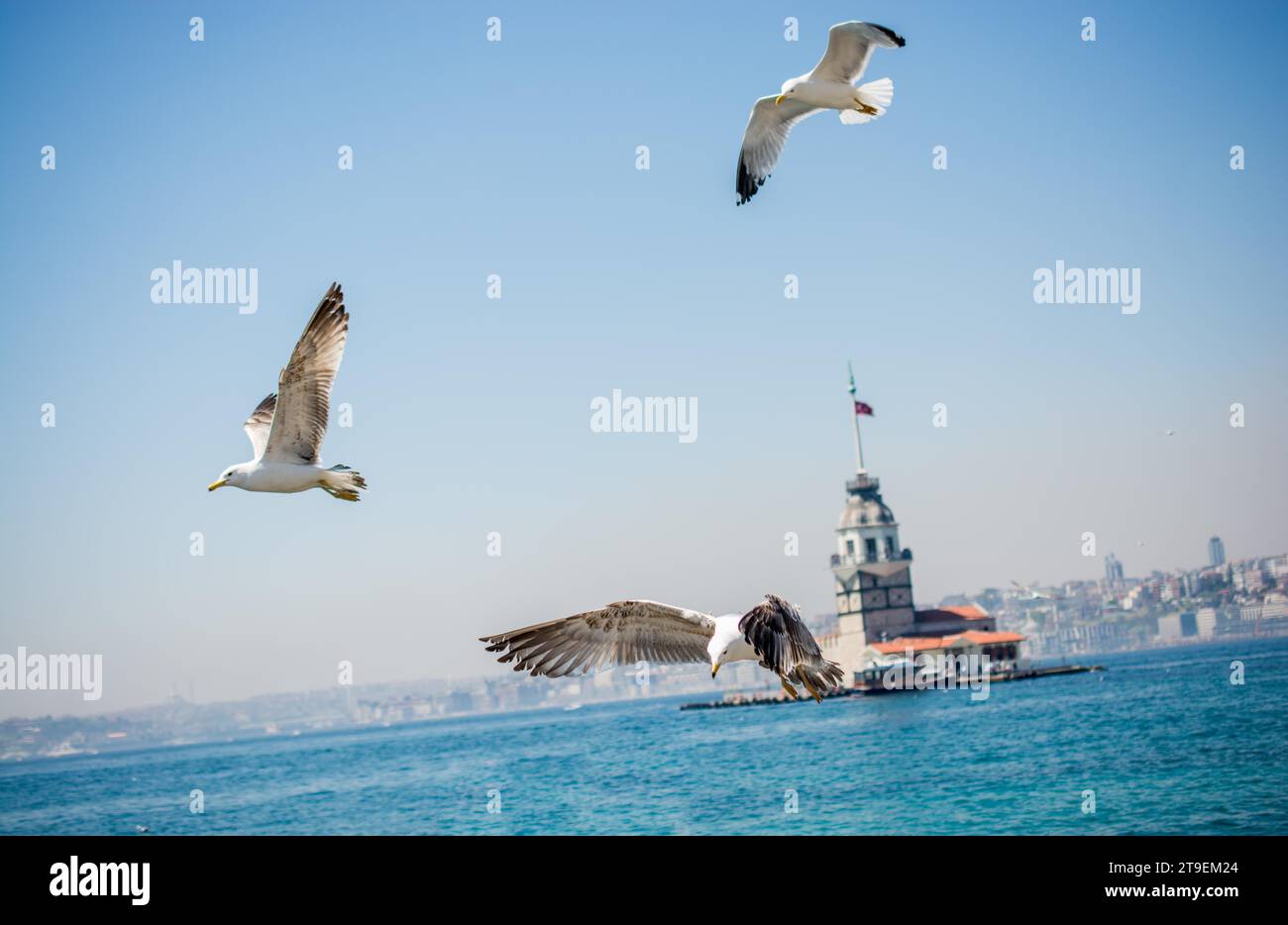 Seagull in a sky with a Maiden's tower at the back Stock Photo - Alamy