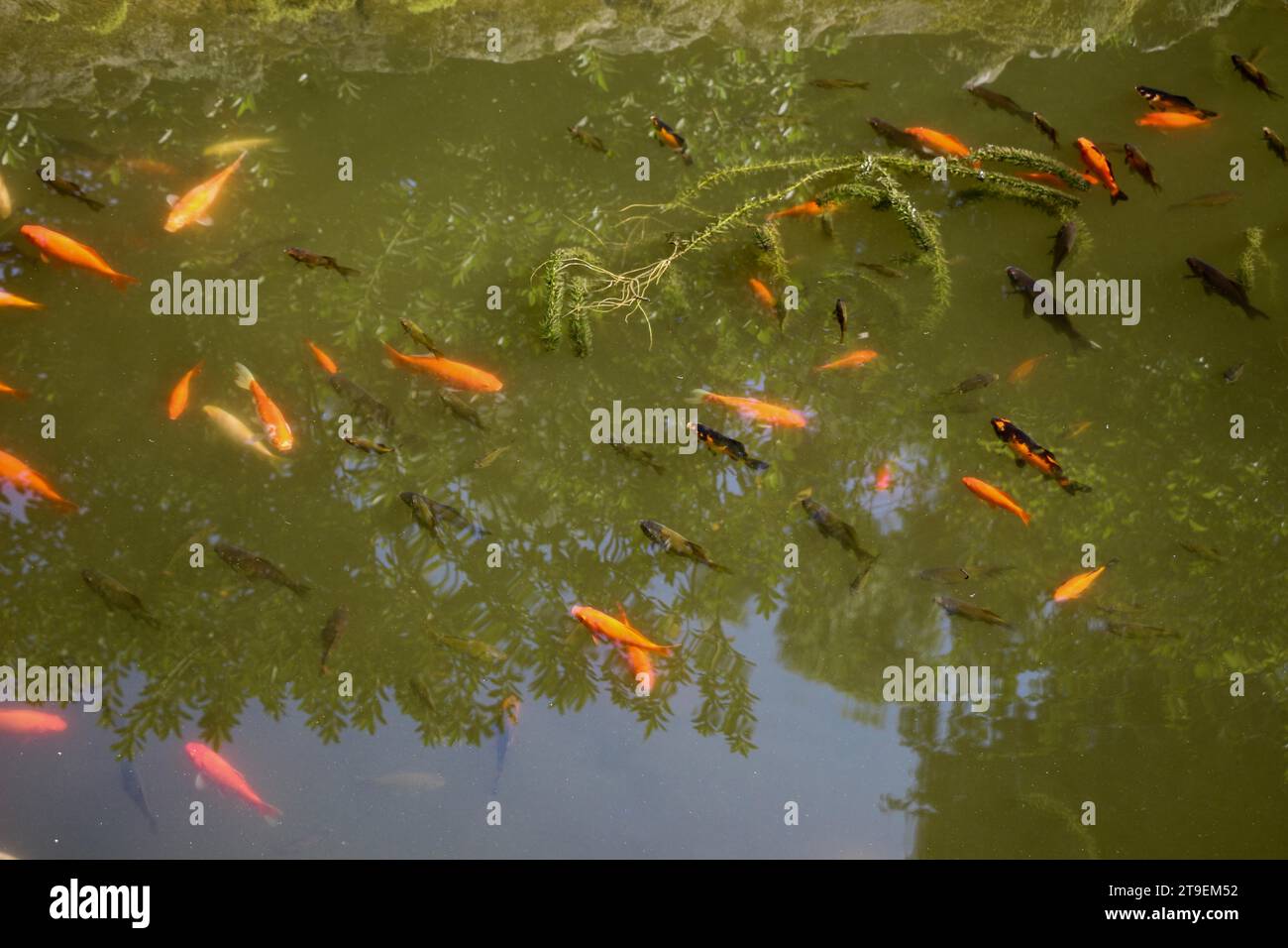 Beautiful wild fish hi-res stock photography and images - Alamy