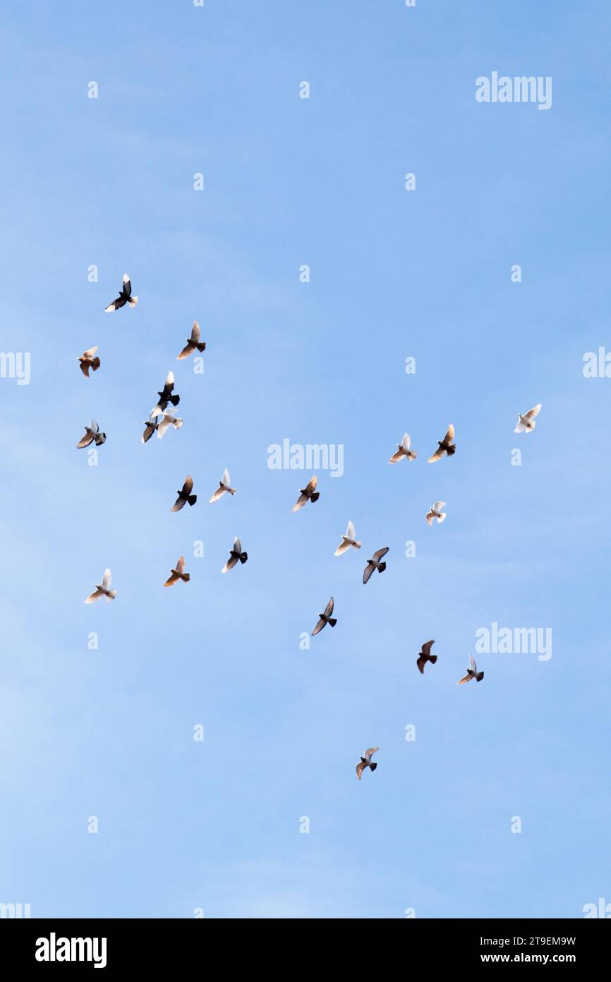 How birds fly hi-res stock photography and images - Alamy