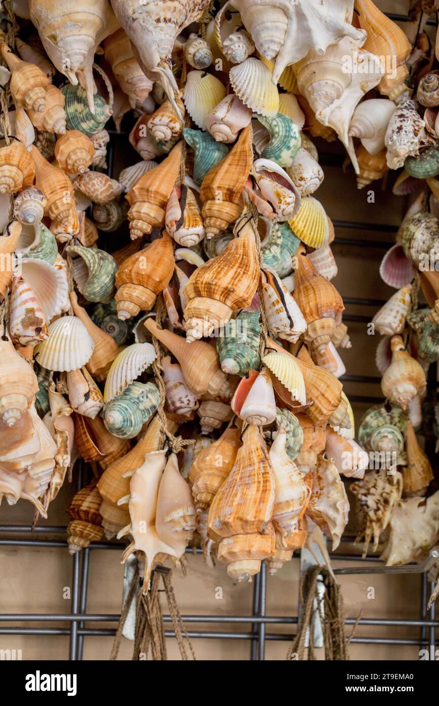 Various types of little colorful seashells Stock Photo - Alamy