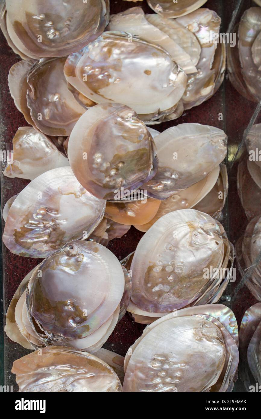 Various types of little colorful seashells Stock Photo - Alamy