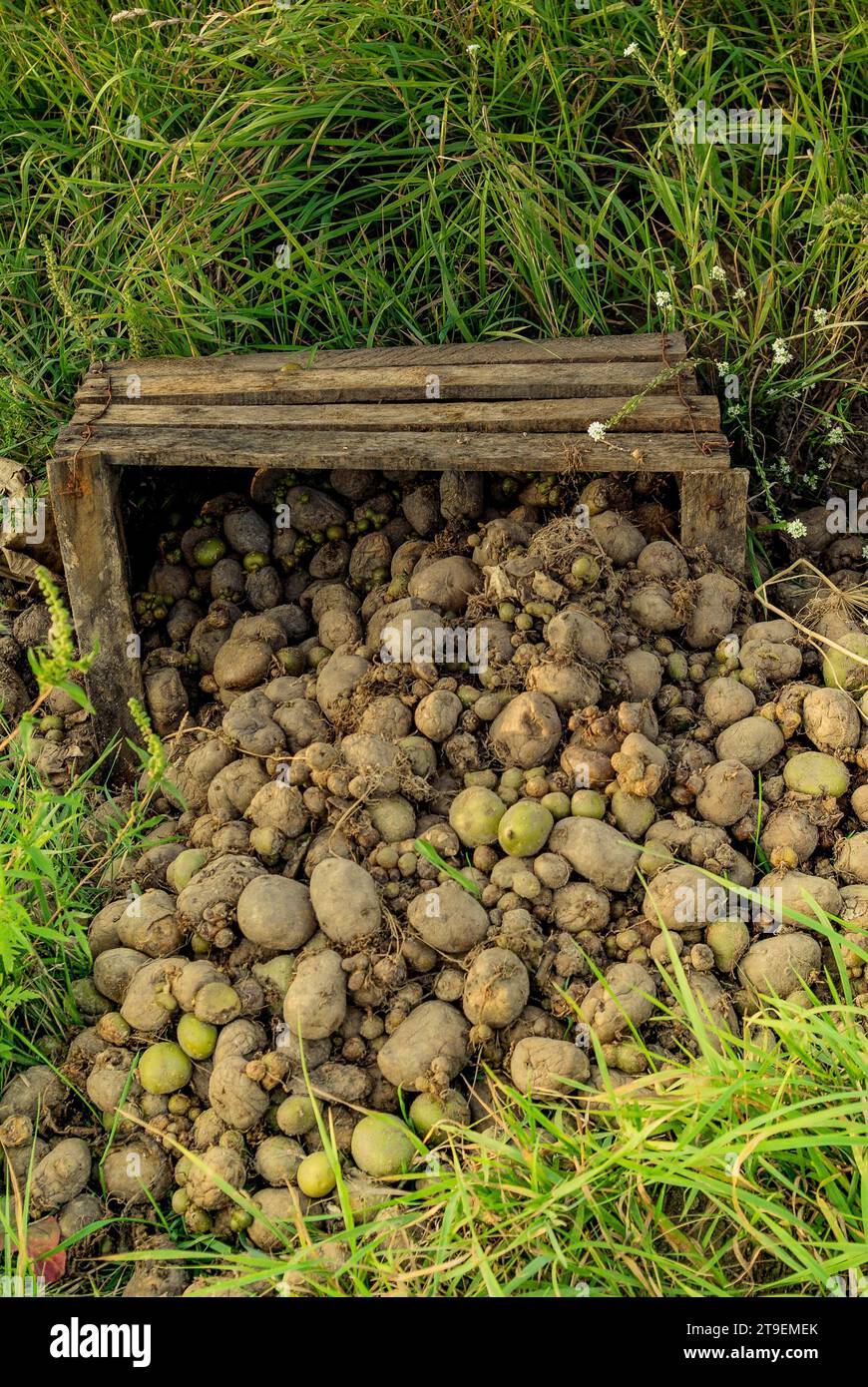 Thrown potato in a box as raw vegetables backgrounds Stock Photo - Alamy